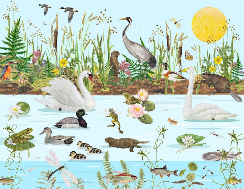 Pond Life Clip Art With Frogs, Water Plants, Insects, Beavers, Heron ...
