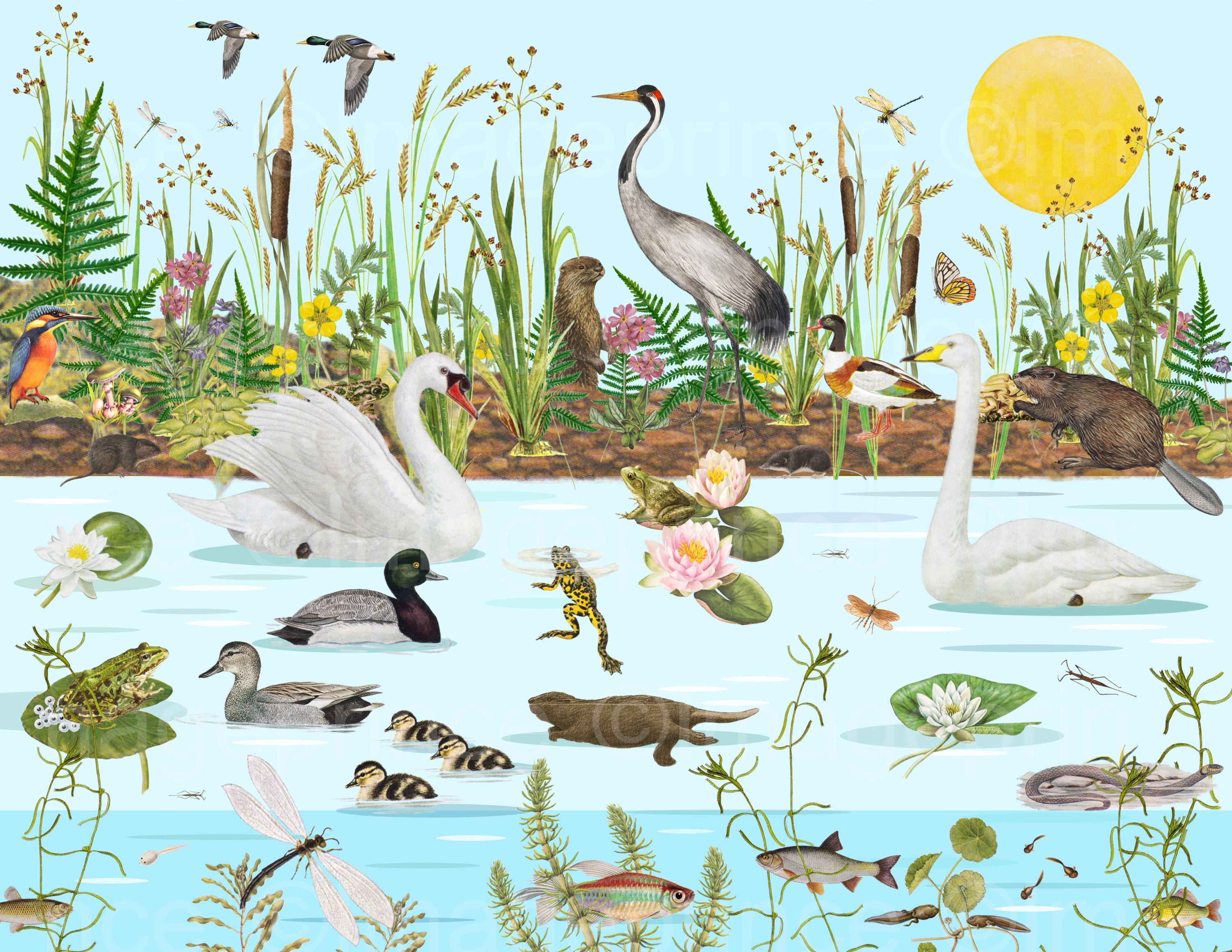 Pond Life Clip Art With Frogs, Water Plants, Insects, Beavers, Heron ...