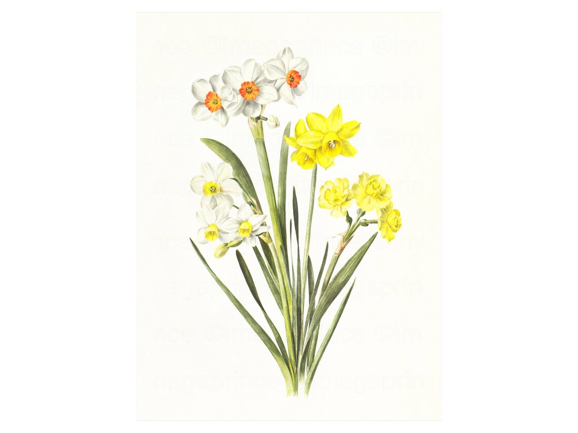 Narcissus Flowers Set of 3 Wall Art Spring Decor Daffodils | Etsy
