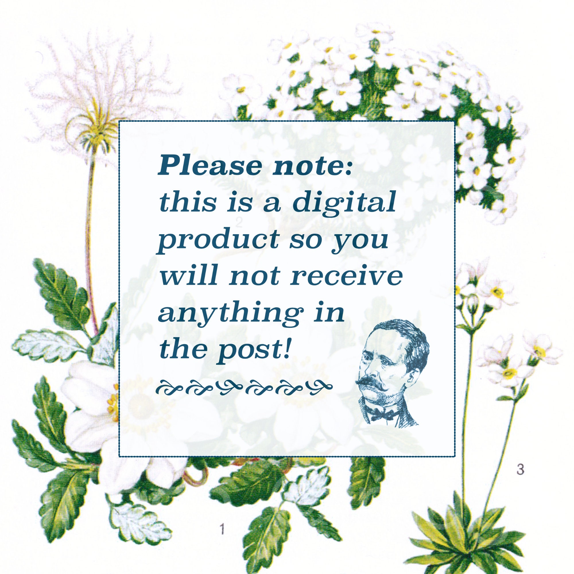 White Flower Illustrations, Printable Botanical Pages, Digital Download ...