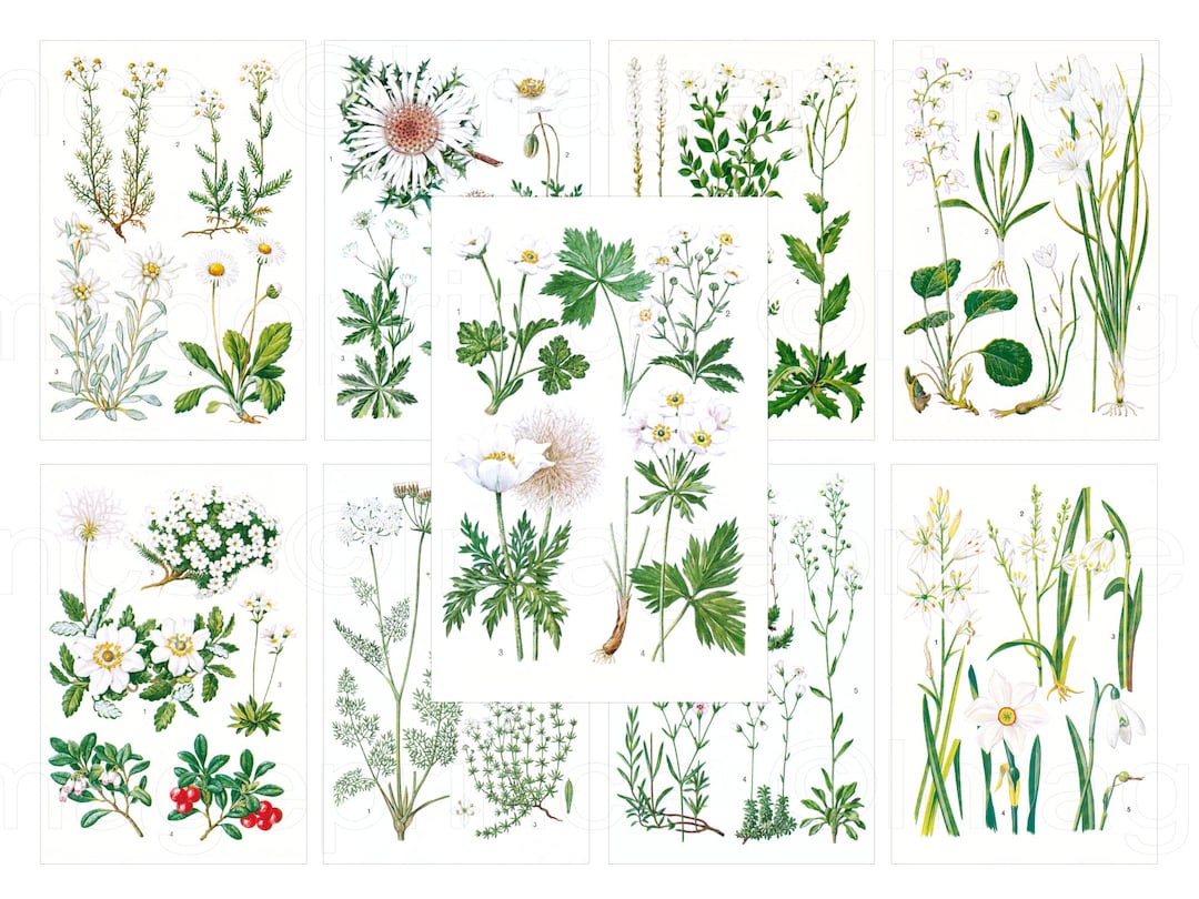 White Flower Illustrations, Printable Botanical Pages, Digital Download ...