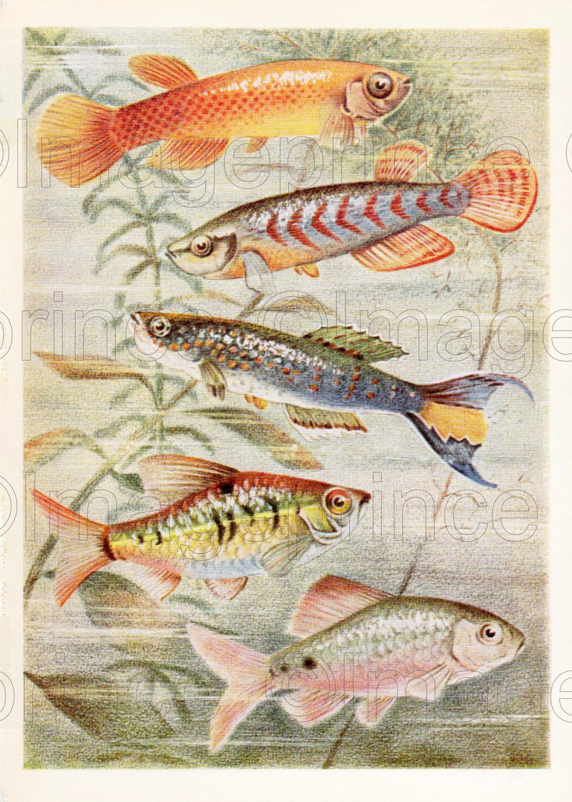 Vintage Fish Illustrations, Printable Botanical Pages, Digital Download ...