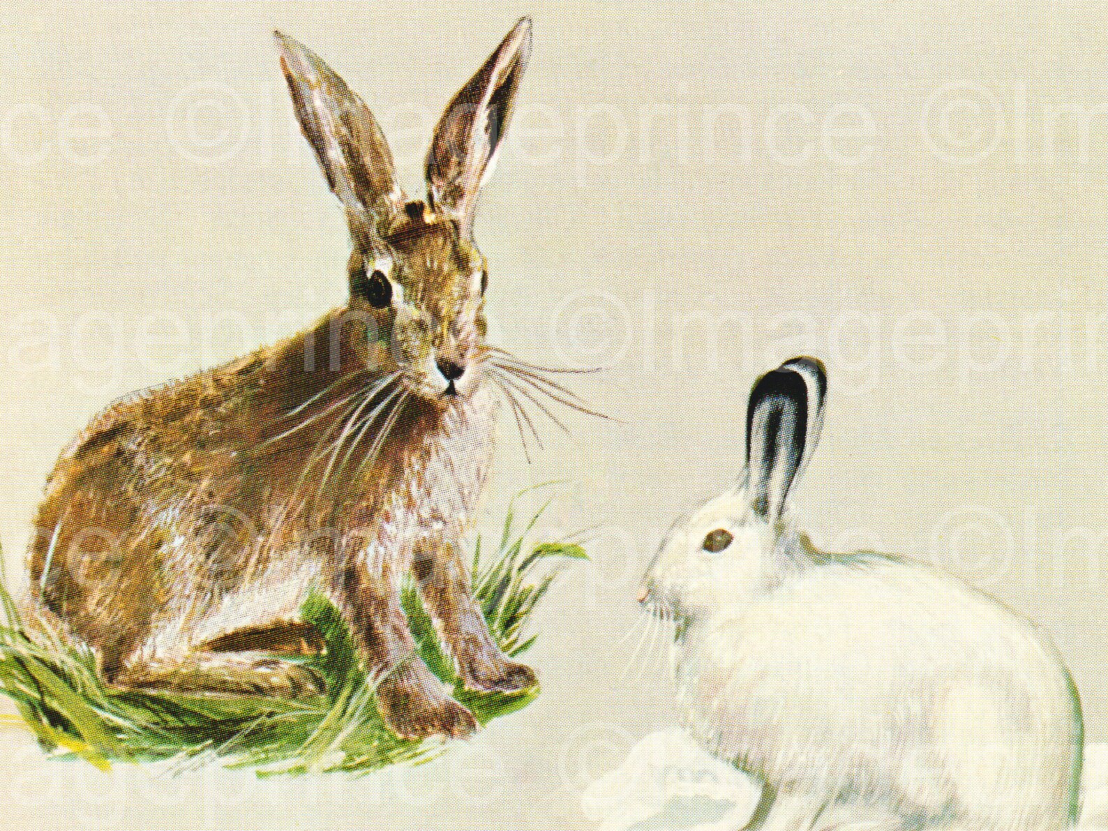 Hare and Rabbits Printable, Woodland Animals, Digital Download for ...