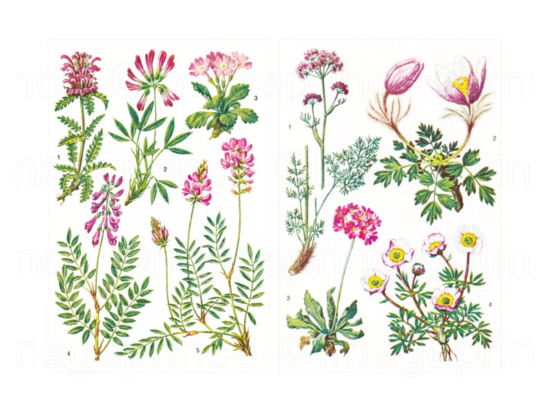 Pink Flower Illustrations, Printable Botanical Pages, Digital Download ...
