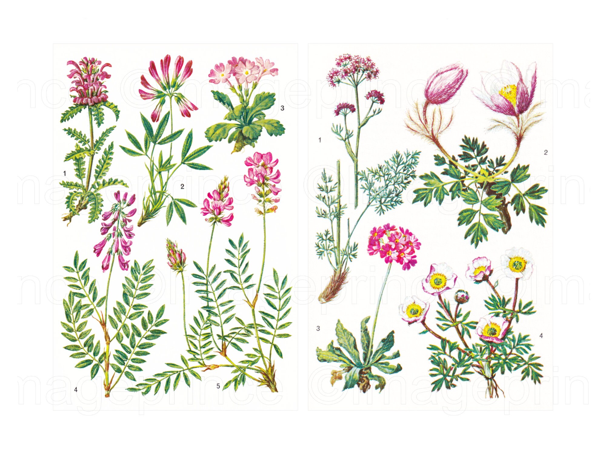 Pink Flower Illustrations, Printable Botanical Pages, Digital Download ...