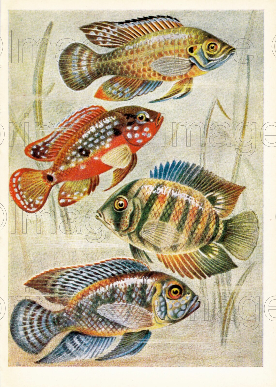 Vintage Fish Illustrations, Printable Botanical Pages, Digital Download ...