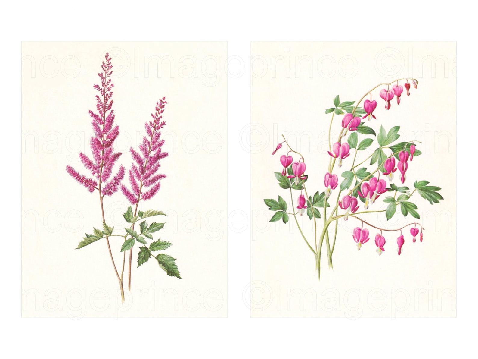 Pink Flower Illustrations, Printable Botanical Pages, Digital Download ...