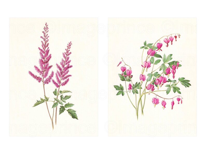 Pink Flower Illustrations, Printable Botanical Pages, Digital Download ...