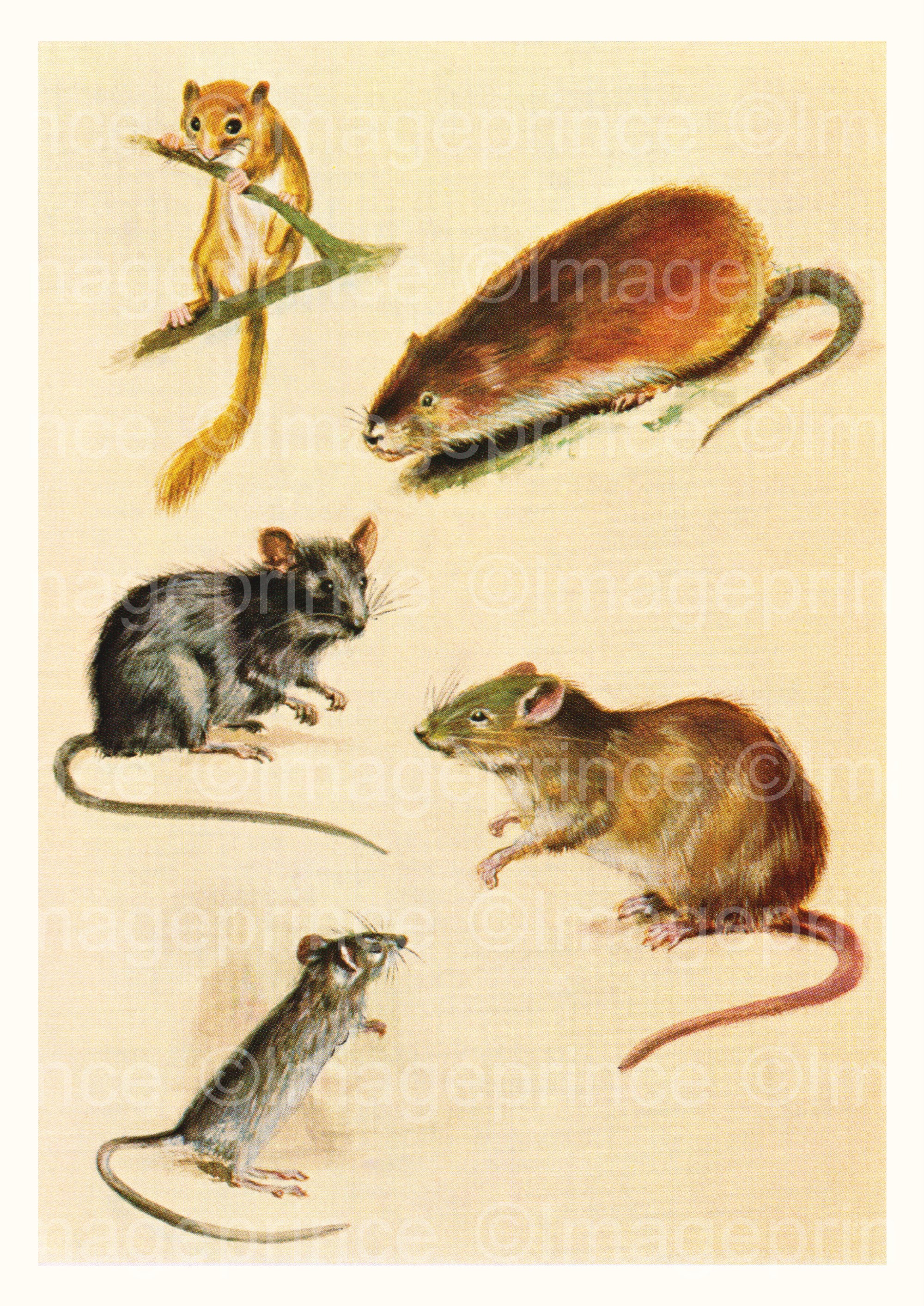 Vintage Rat Printable, Brown Rat, Black Rat, Wood Rat - Digital ...