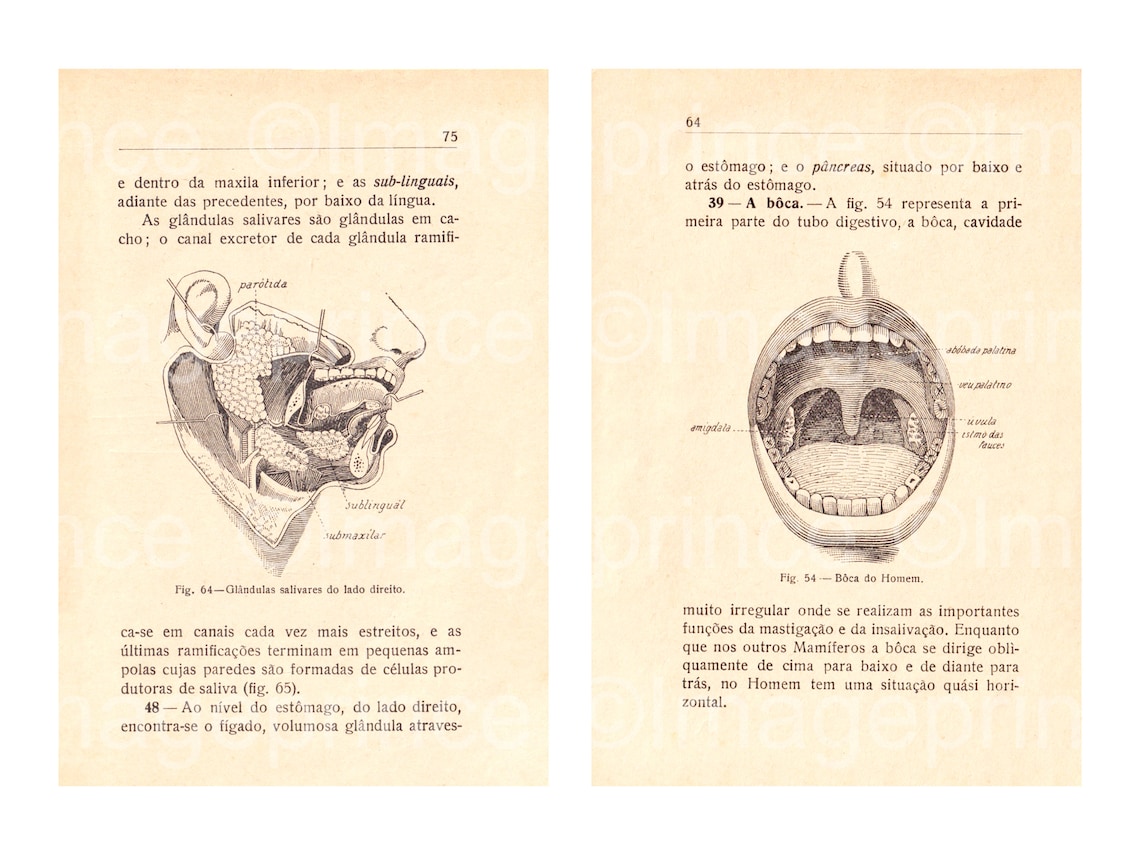 Old Anatomy Diagrams, Human Biology Illustrations, Digital Paper ...