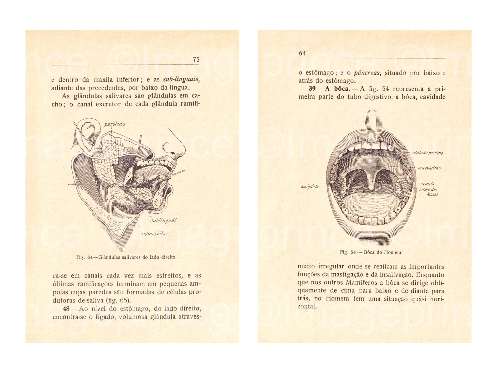Old Anatomy Diagrams, Human Biology Illustrations, Digital Paper ...