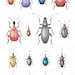 Insect Collage Sheets With Butterflies, Ladybugs, Beetles, Bees ...