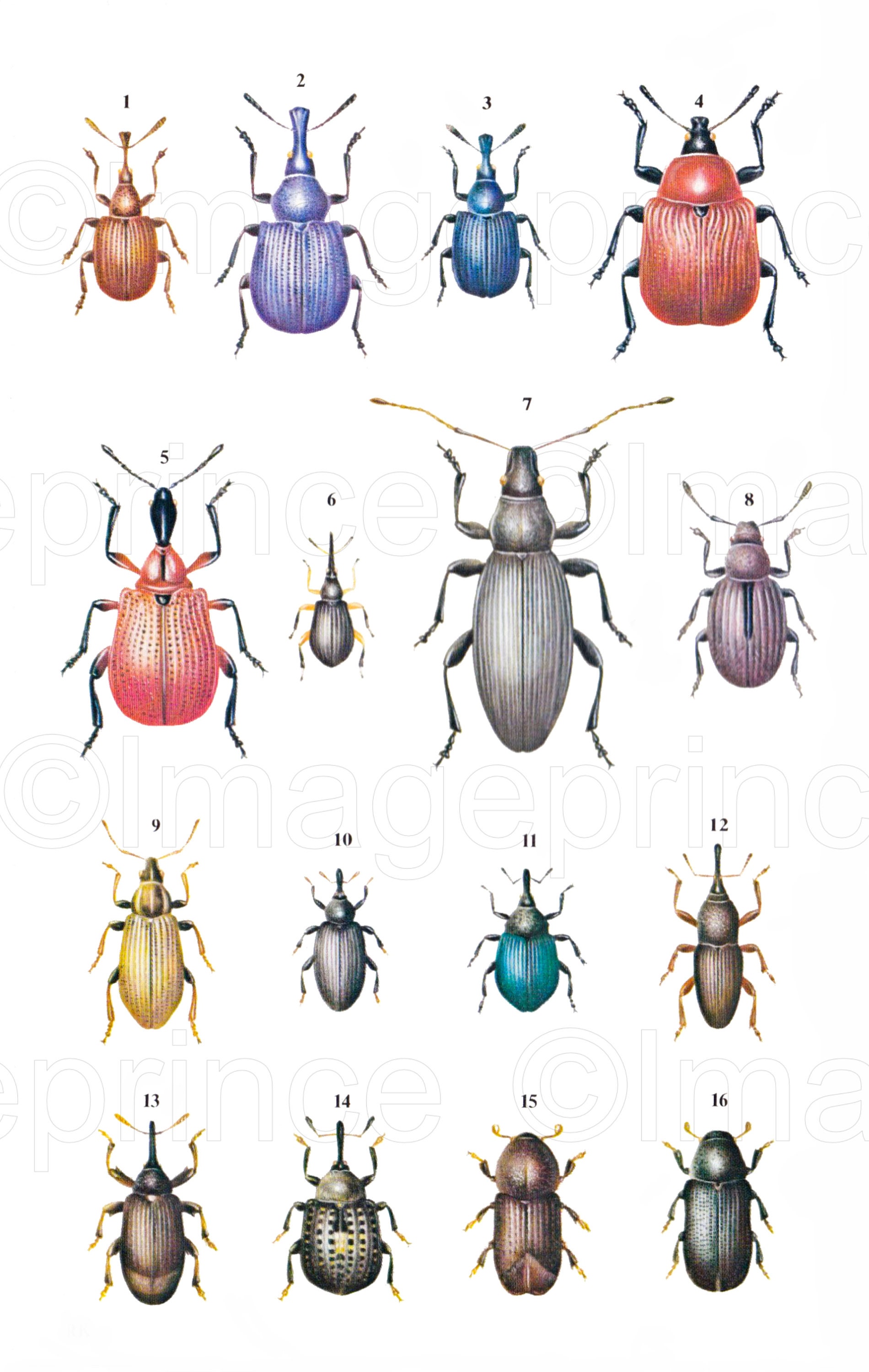 Hojas de collage de insectos con mariposas, mariquitas, escarabajos ...