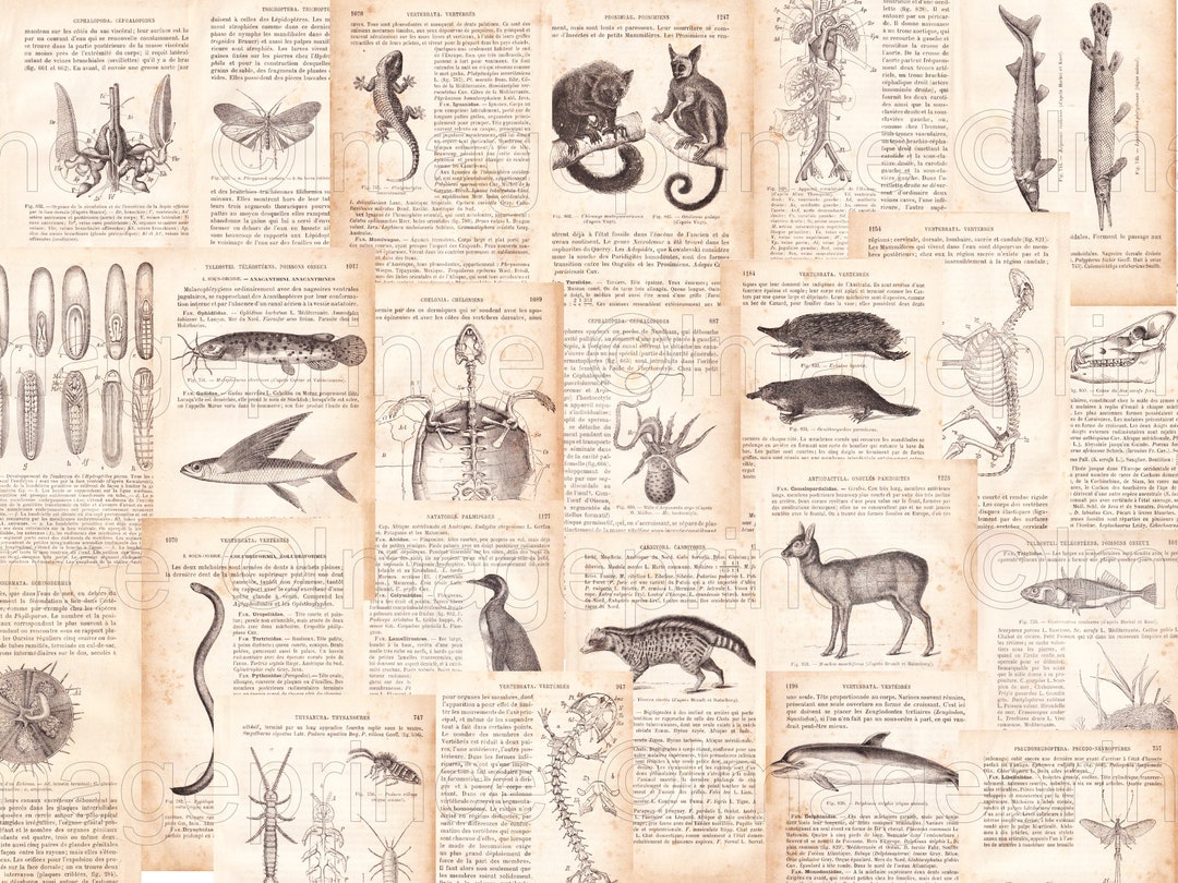 Biology Book Pages, Vintage Anatomy, Digital Jpgs, Antique French ...