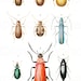 Insect Collage Sheets With Butterflies, Ladybugs, Beetles, Bees ...