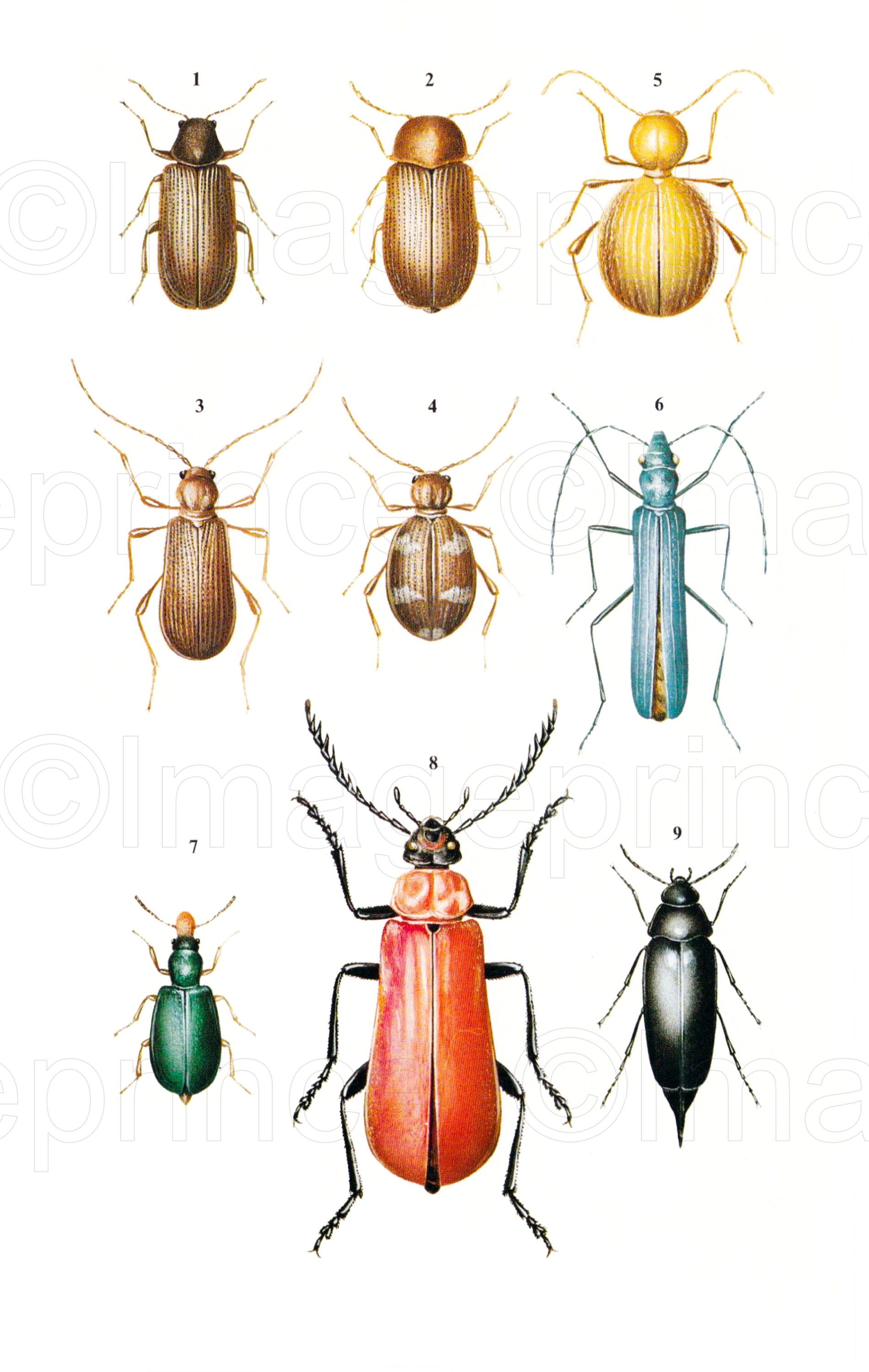 Hojas de collage de insectos con mariposas, mariquitas, escarabajos ...