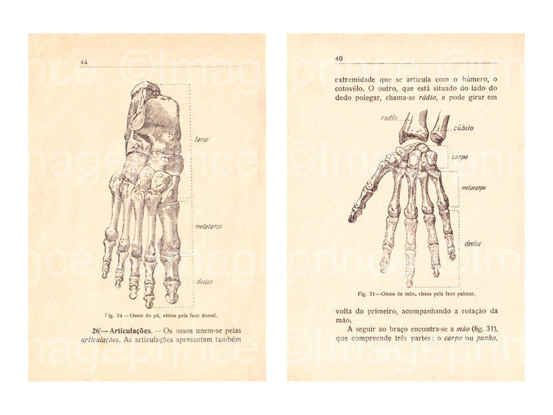 Old Anatomy Diagrams, Human Biology Illustrations, Digital Paper ...