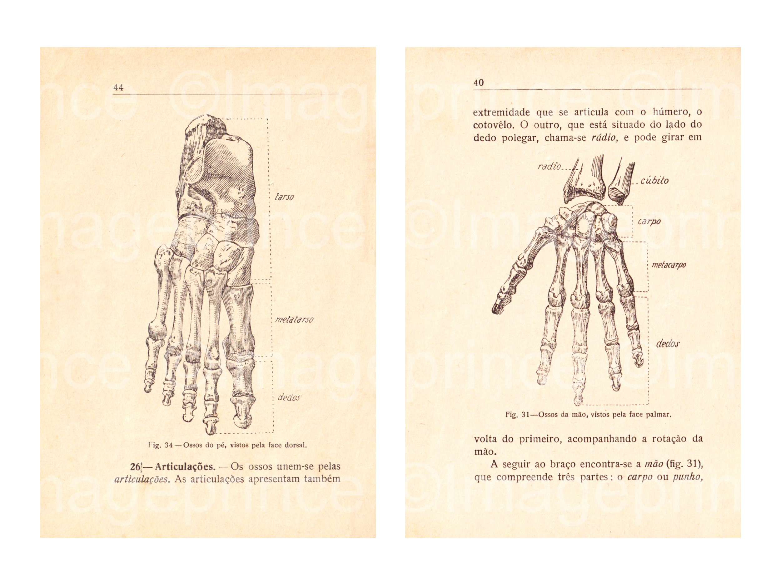Old Anatomy Diagrams, Human Biology Illustrations, Digital Paper ...