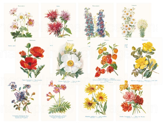 Antique Flower Drawings