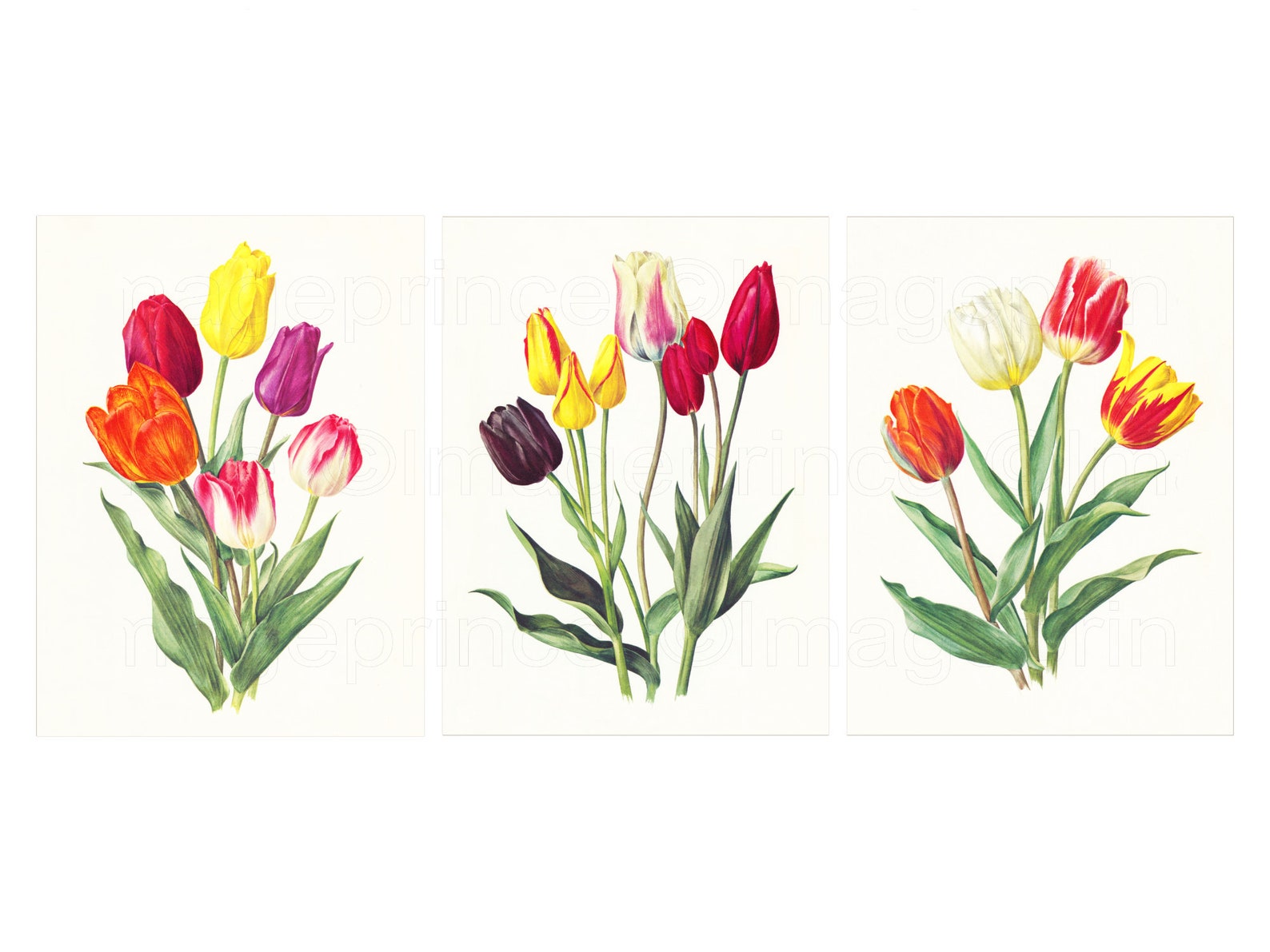 Tulip Prints, Digital Set of 3 Wall Art, Spring Decor, Instant Download ...