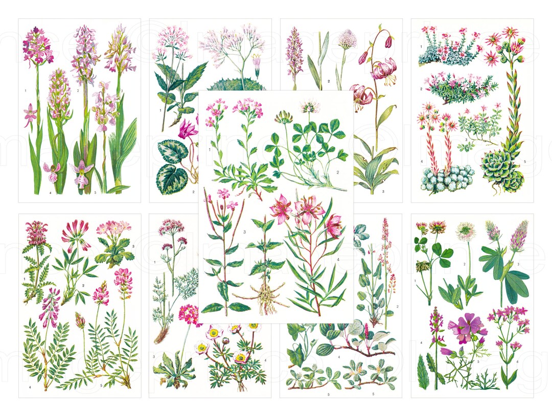 Pink Flower Illustrations, Printable Botanical Pages, Digital Download ...