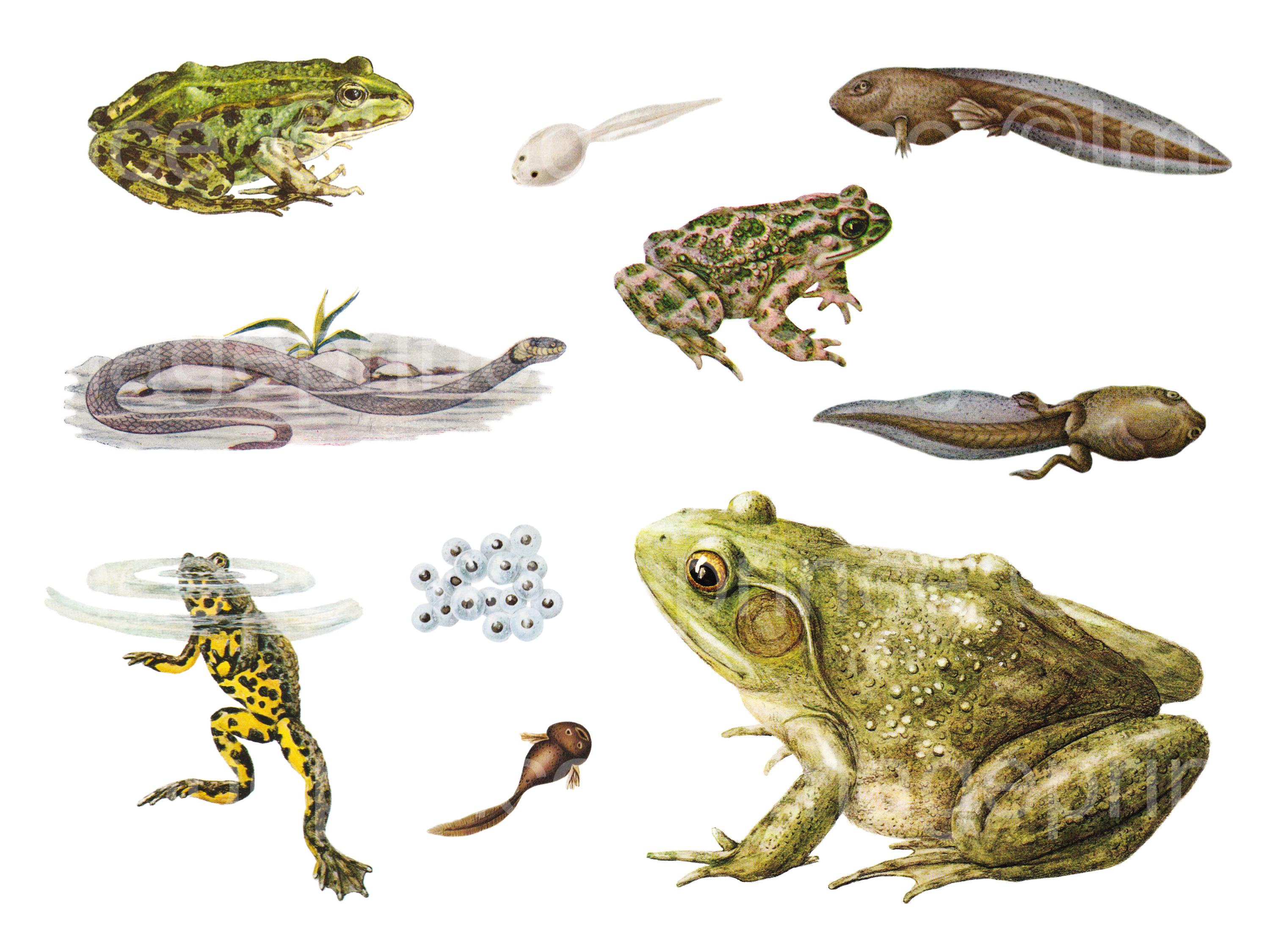 Pond Life Clip Art With Frogs, Water Plants, Insects, Beavers, Heron ...