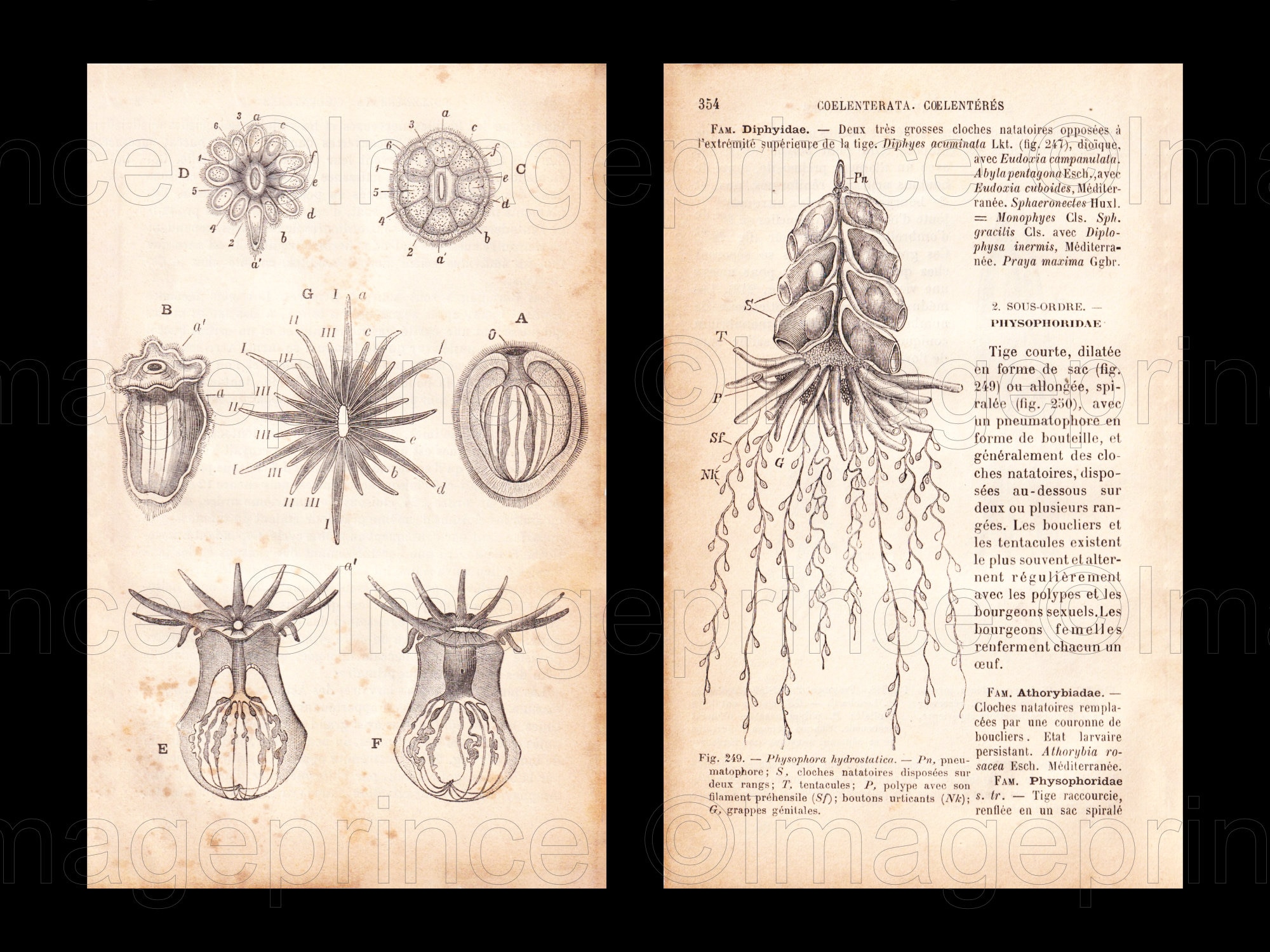 Biology Book Pages, Vintage Anatomy, Digital Jpgs, Antique French ...