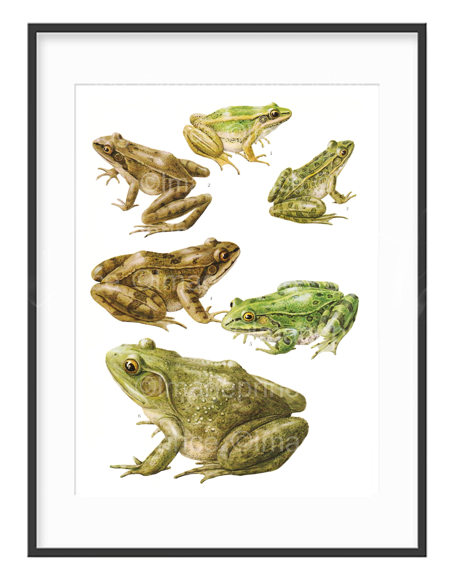 Vintage Frog Illustrations, Printable Wall Art, Digital Download for ...