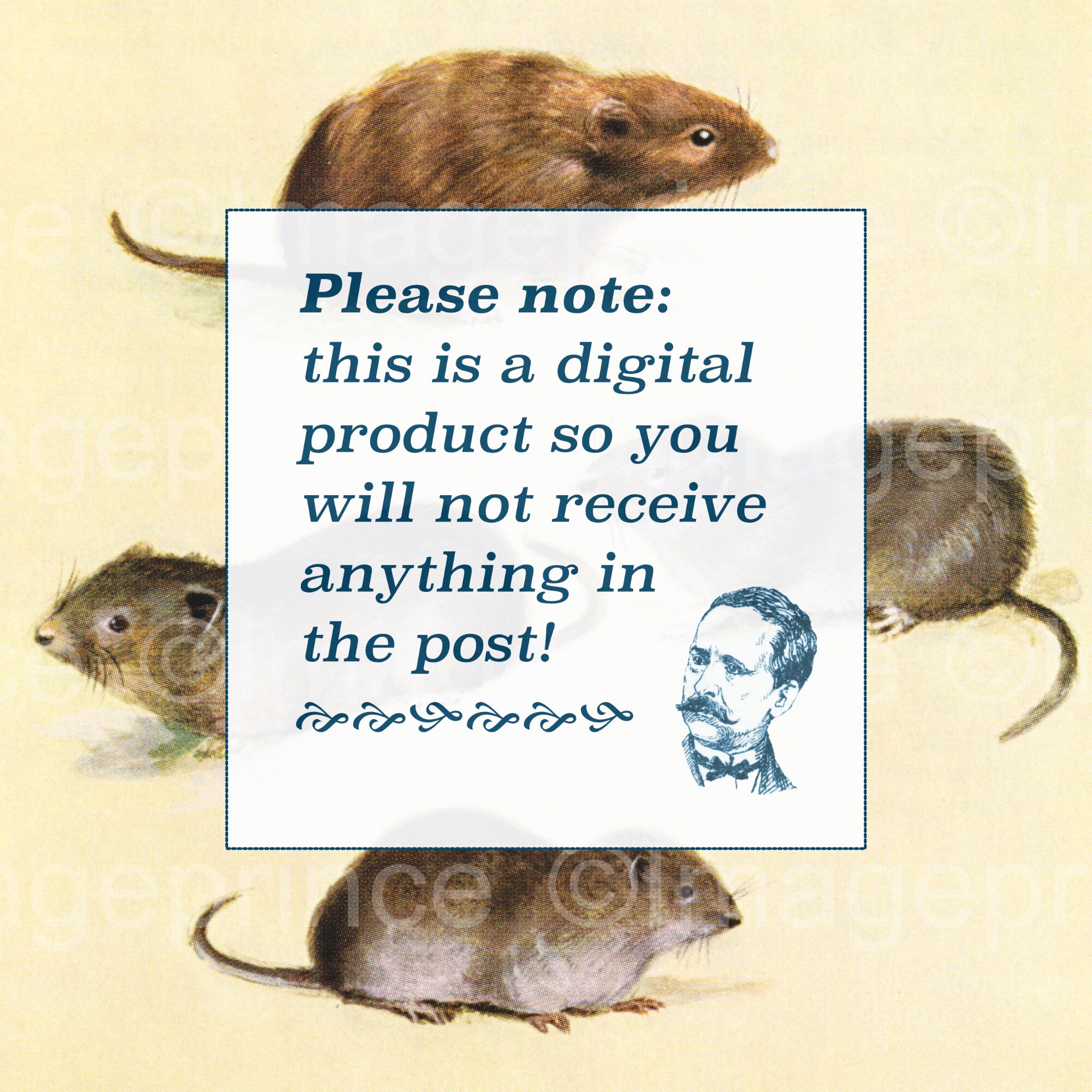 Mice Printable With Field Mouse, Harvest Mouse and Voles, Digital ...