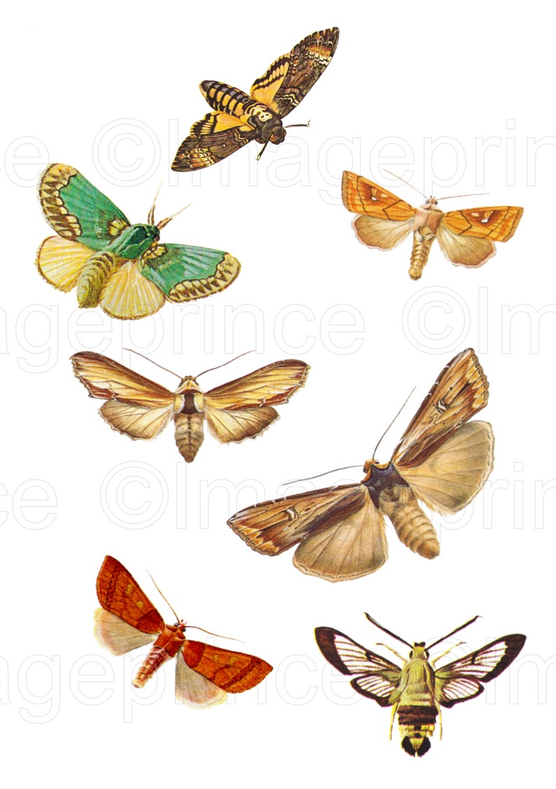Moth and Butterfly Clipart, Instant Download for Digital Scrapbooking ...
