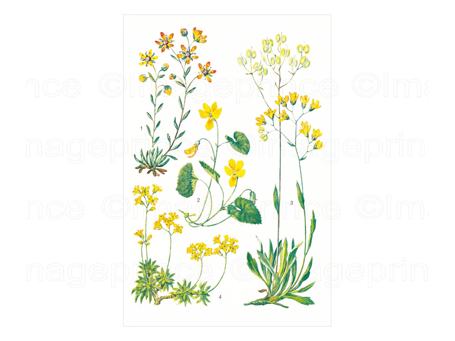 Yellow Flower Illustrations, Printable Botanical Pages, Digital ...