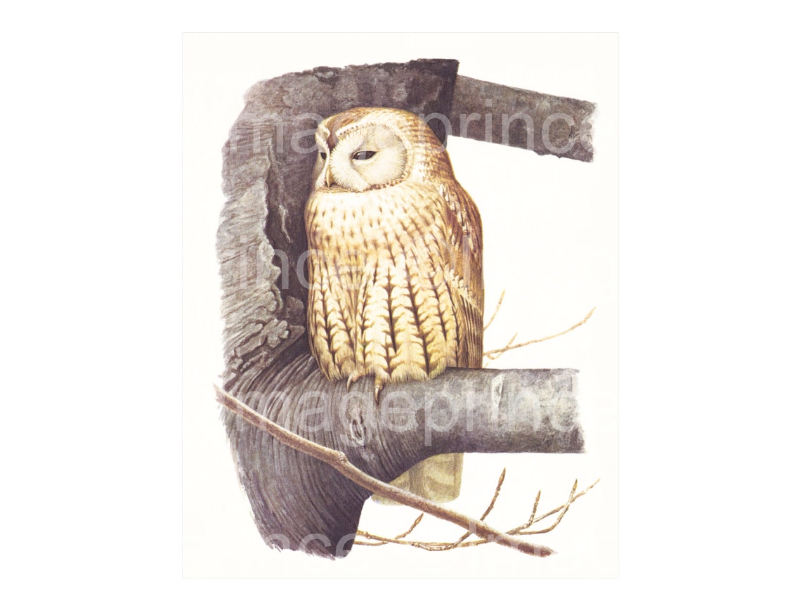 Vintage owl illustrations Printable wall art Digital | Etsy