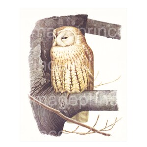 Vintage owl illustrations Printable wall art Digital | Etsy