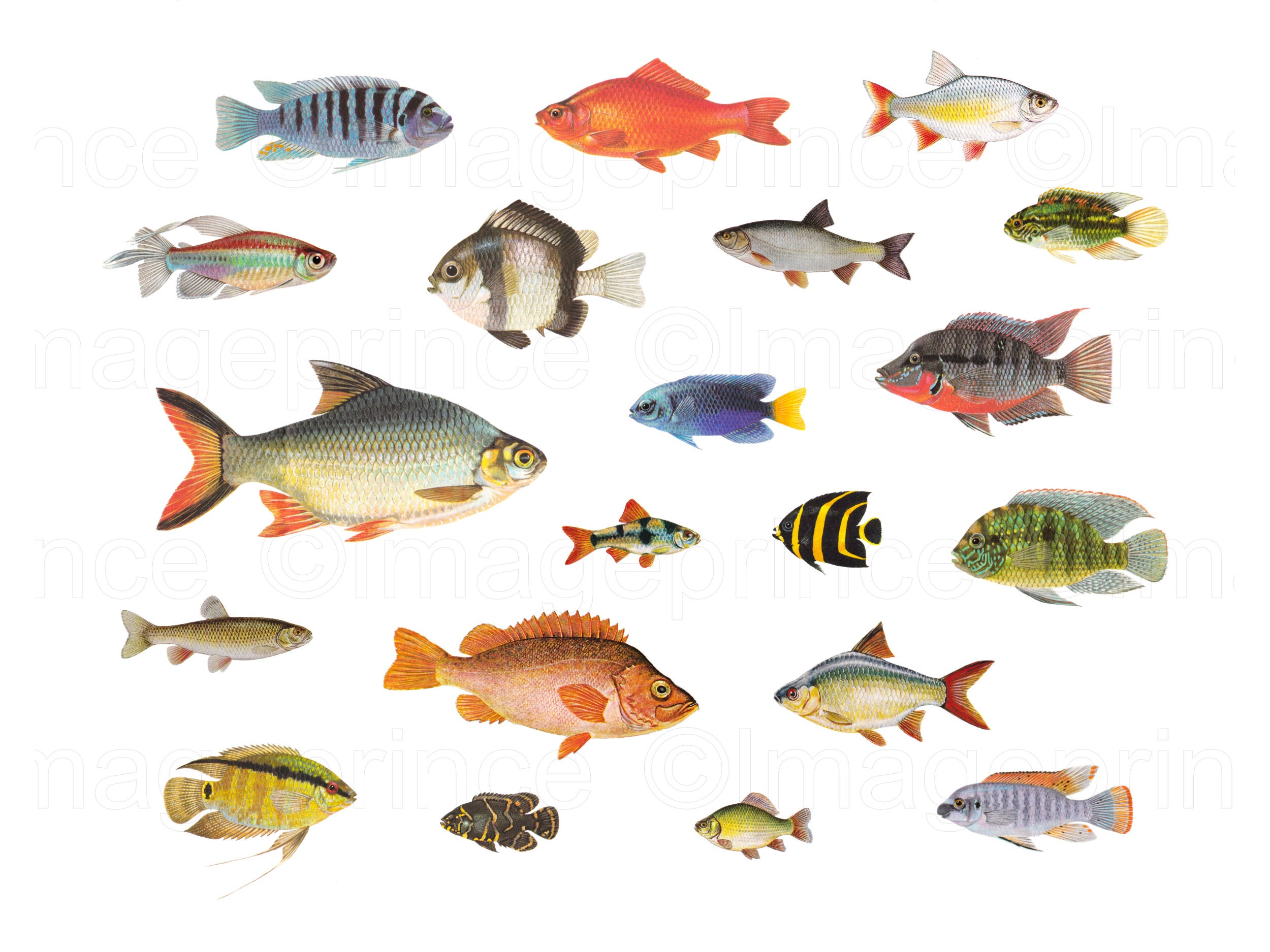 Vintage Fish Clipart, 20 Individual PNG Files, Instant Download for ...