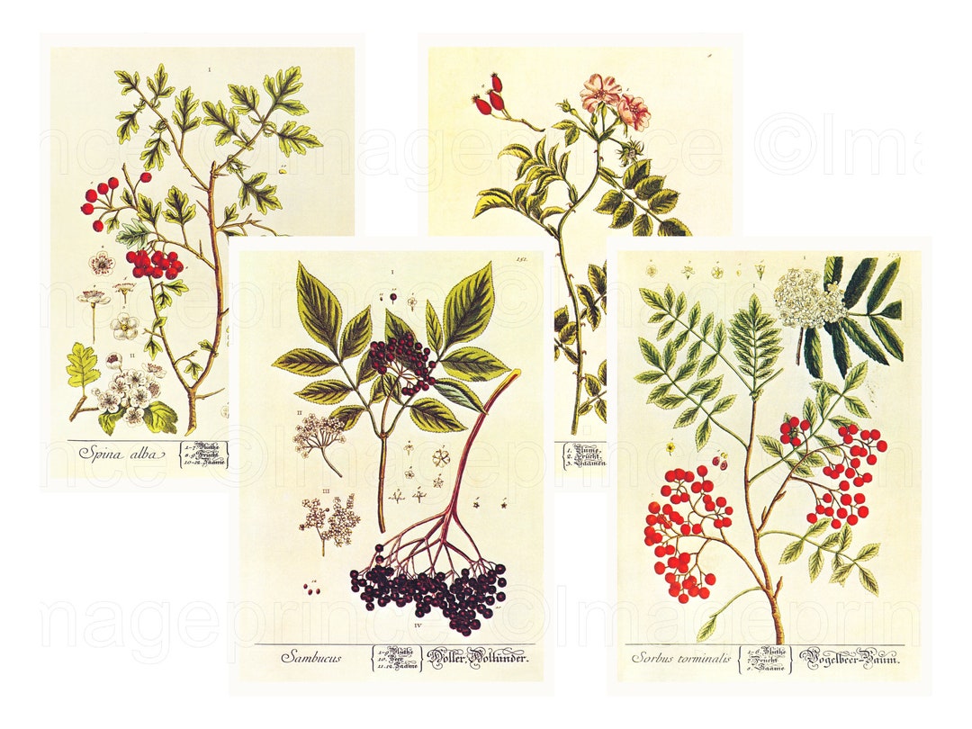 Berries Botanical Prints, Set of 4, Digital Download, Medicinal Plants ...