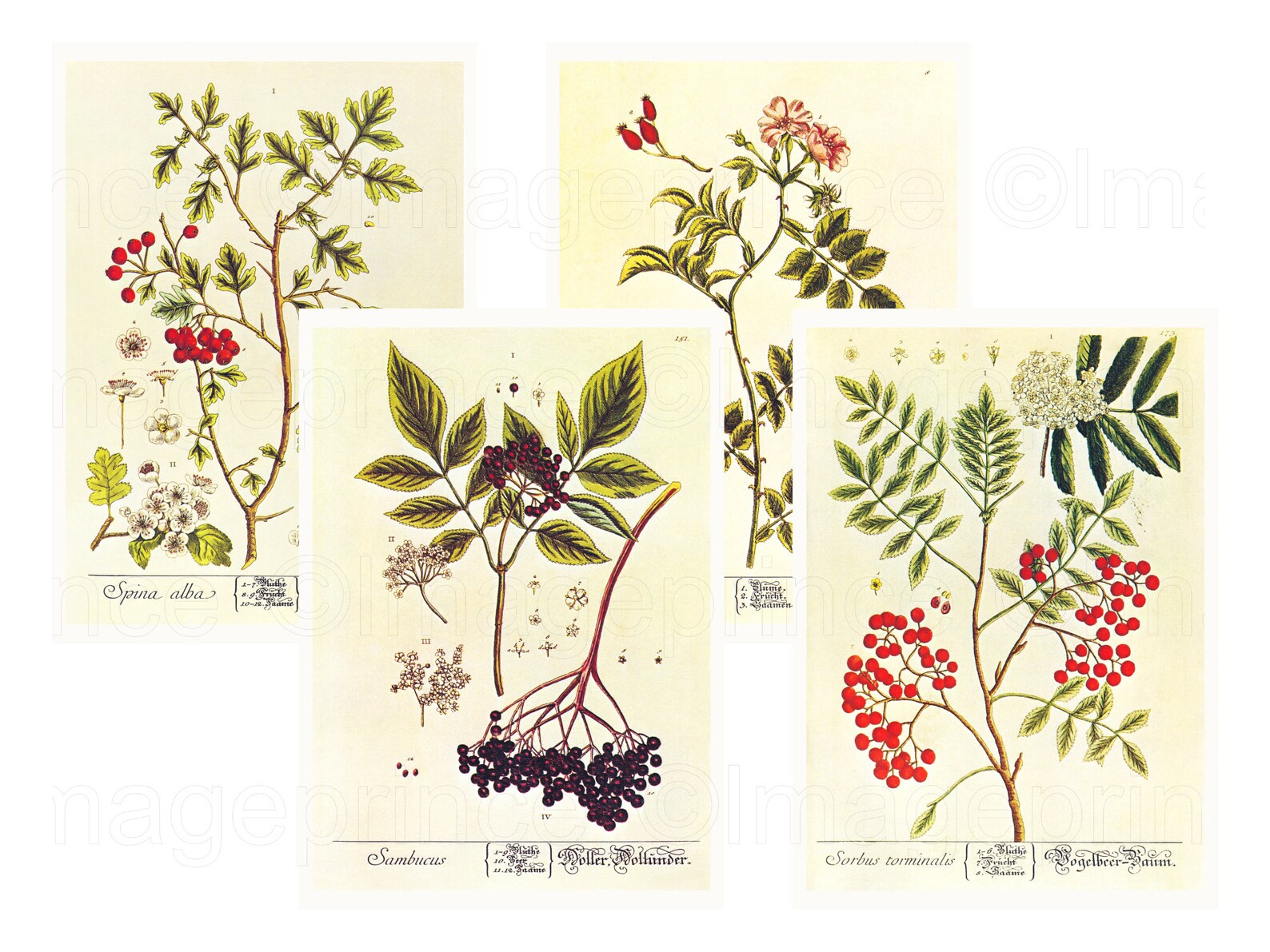 Berries Botanical Prints, Set of 4, Digital Download, Medicinal Plants ...
