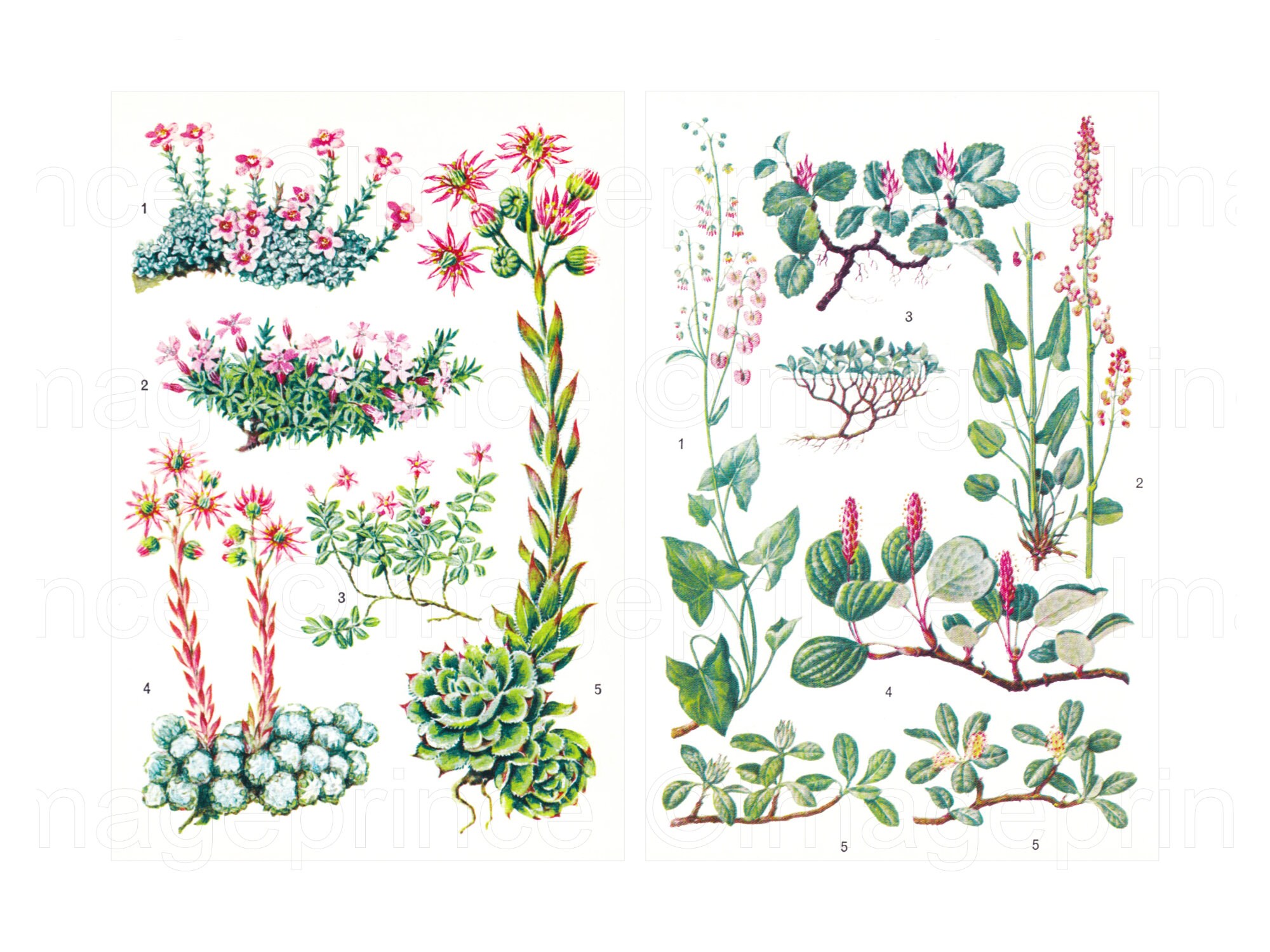 Pink Flower Illustrations, Printable Botanical Pages, Digital Download ...