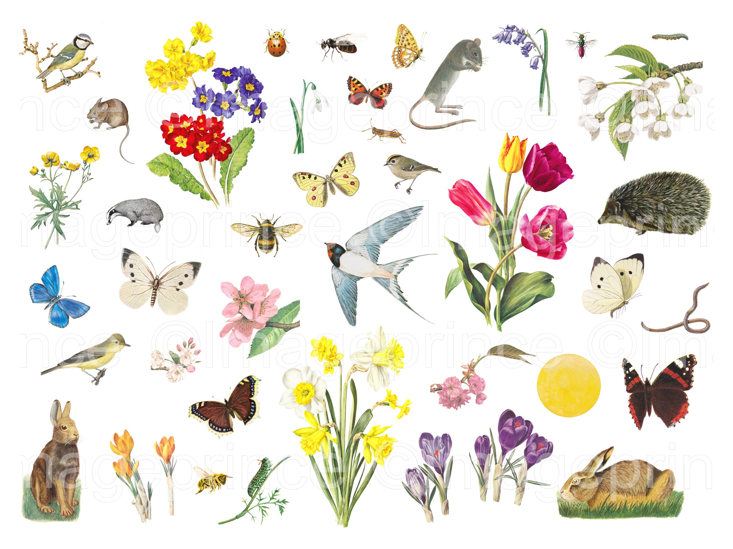 Spring Clipart With Blossom, Flowers, Birds and Animals, 42 PNG Files ...