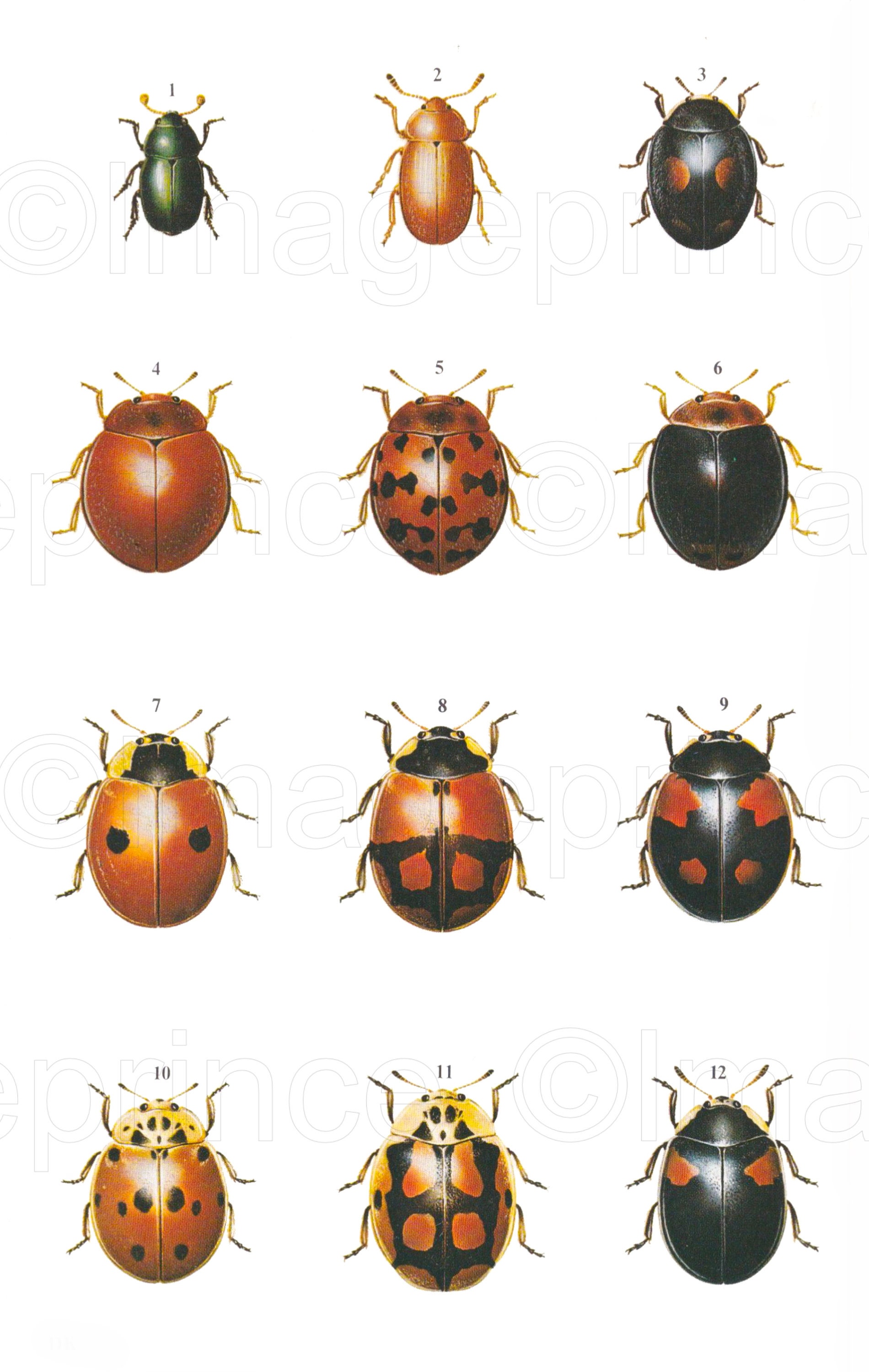 Hojas de collage de insectos con mariposas, mariquitas, escarabajos ...