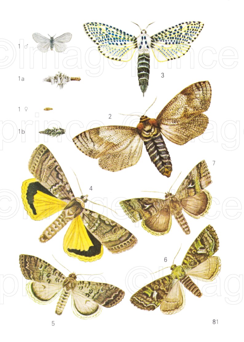 Butterfly and Moth Collage Sheets Instant Download for - Etsy