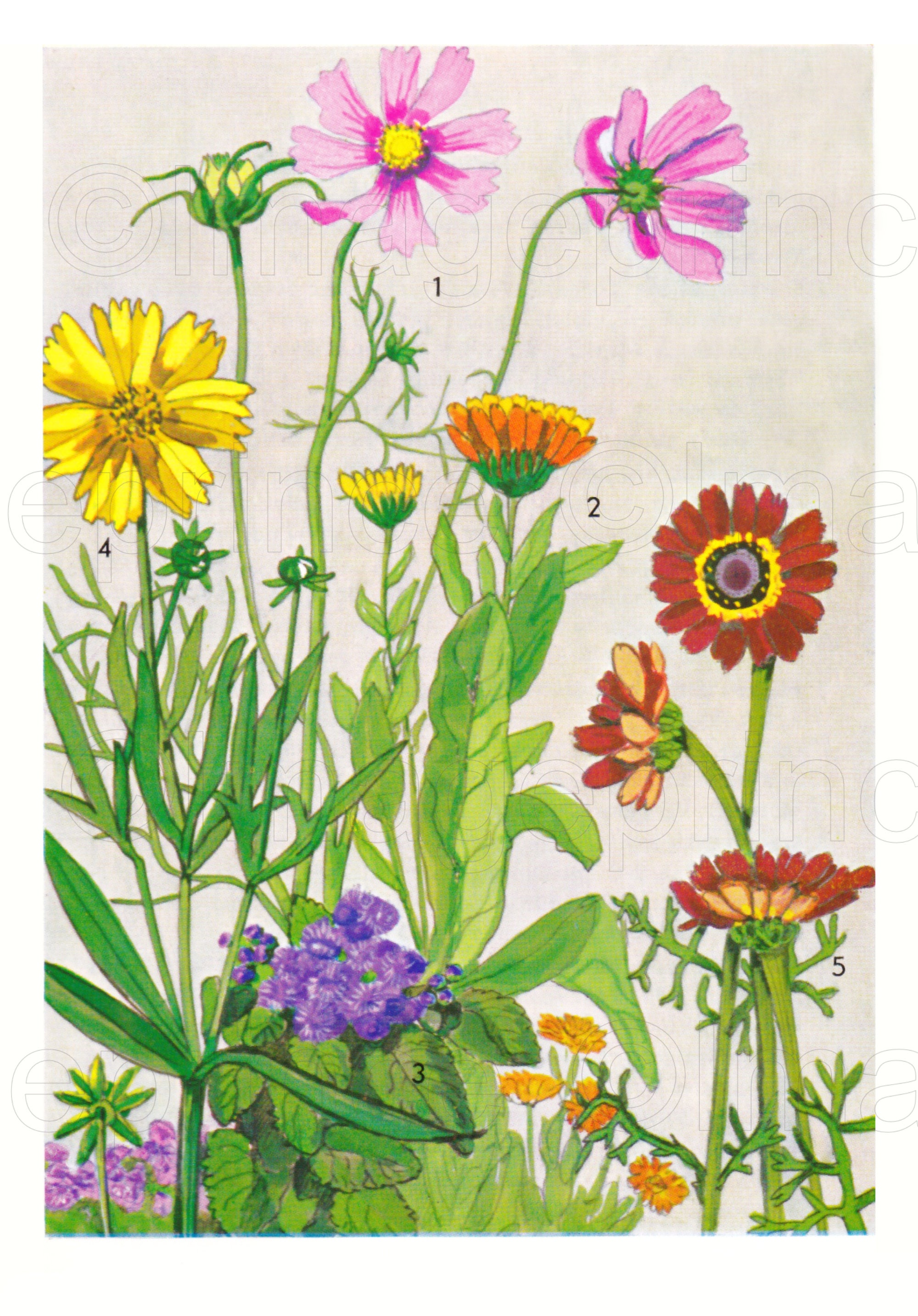 Vintage Botanical Prints, Spring Flower Illustrations With Daffodils ...