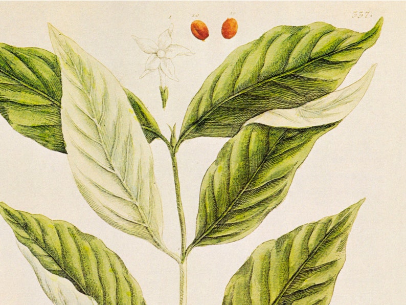 Coffee Plant and Beans Printable, Vintage Botanical Art, Digital ...