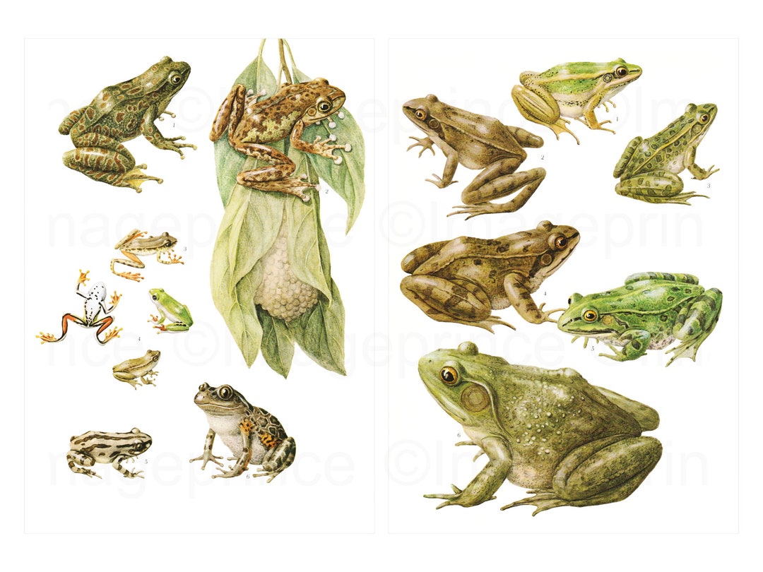 Vintage Frog Illustrations, Printable Wall Art, Digital Download for ...