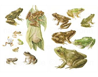 Vintage Frog Illustrations Printable Wall Art Digital - Etsy