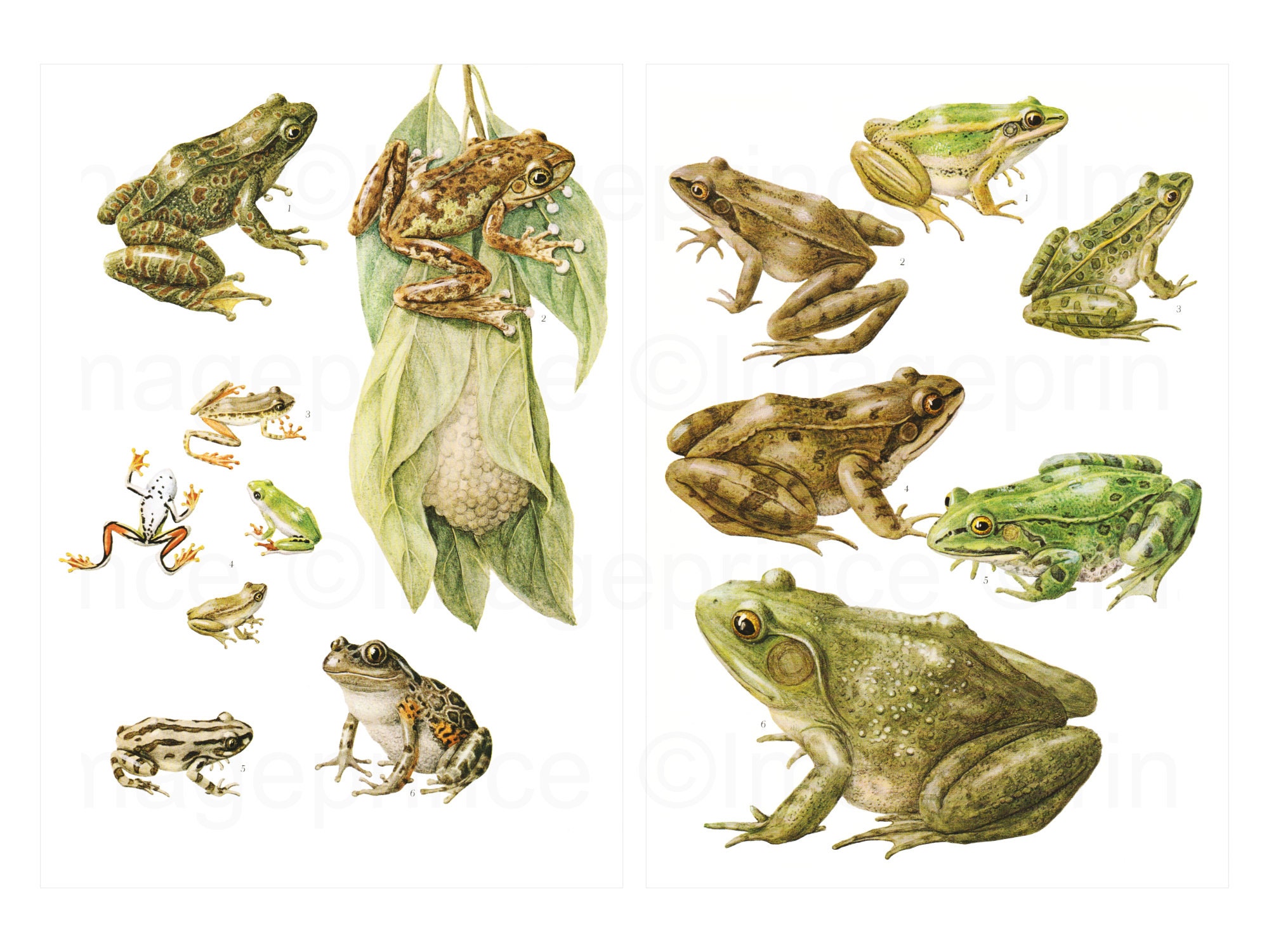 Vintage Frog Illustrations, Printable Wall Art, Digital Download for ...