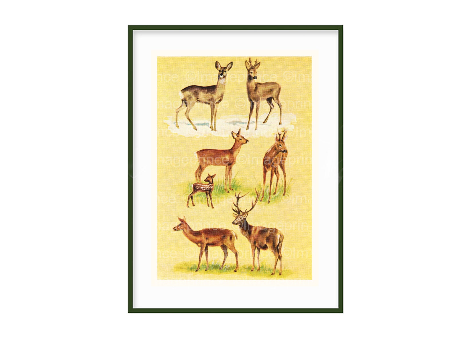 Forest Animal Print, Deer, Stag and Fawns, Digital Download for Framing ...