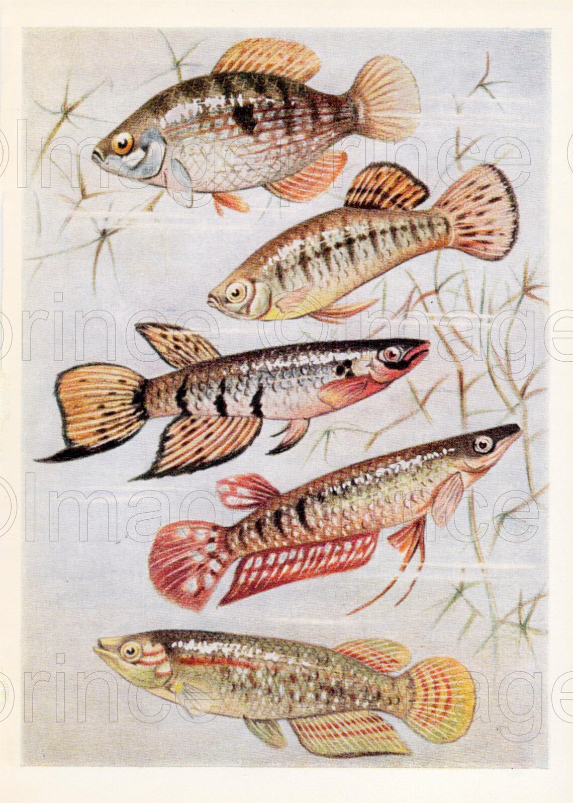 Vintage Fish Illustrations, Printable Botanical Pages, Digital Download ...