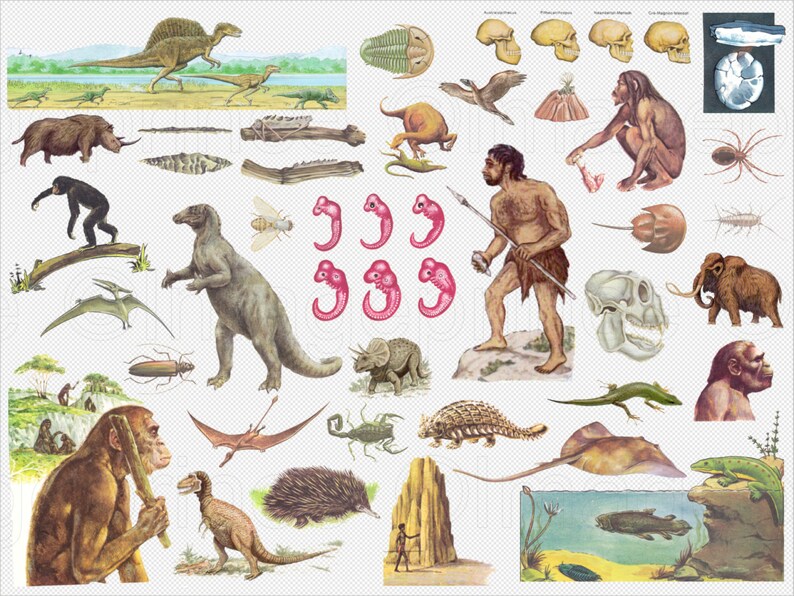 Evolution Digital Collage Sheet - Vintage Illustrations of Dinosaurs ...