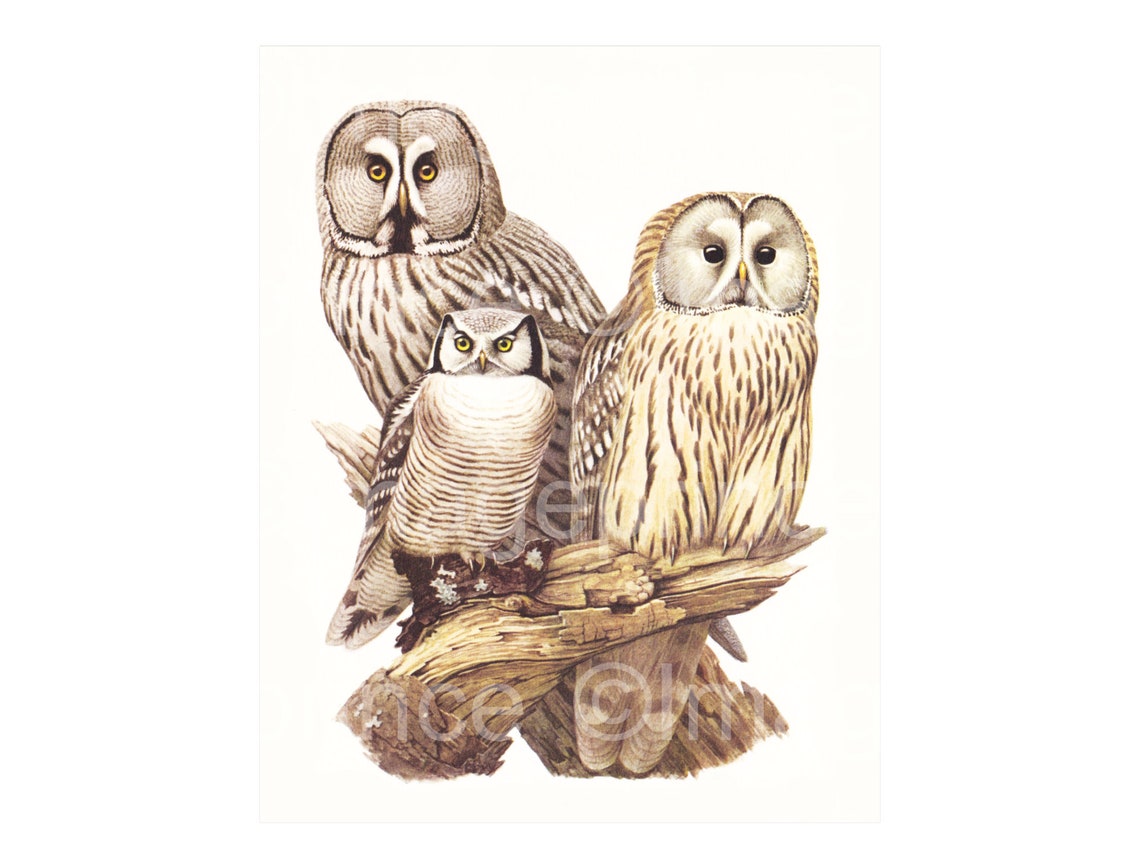 Vintage owl illustrations Printable wall art Digital | Etsy