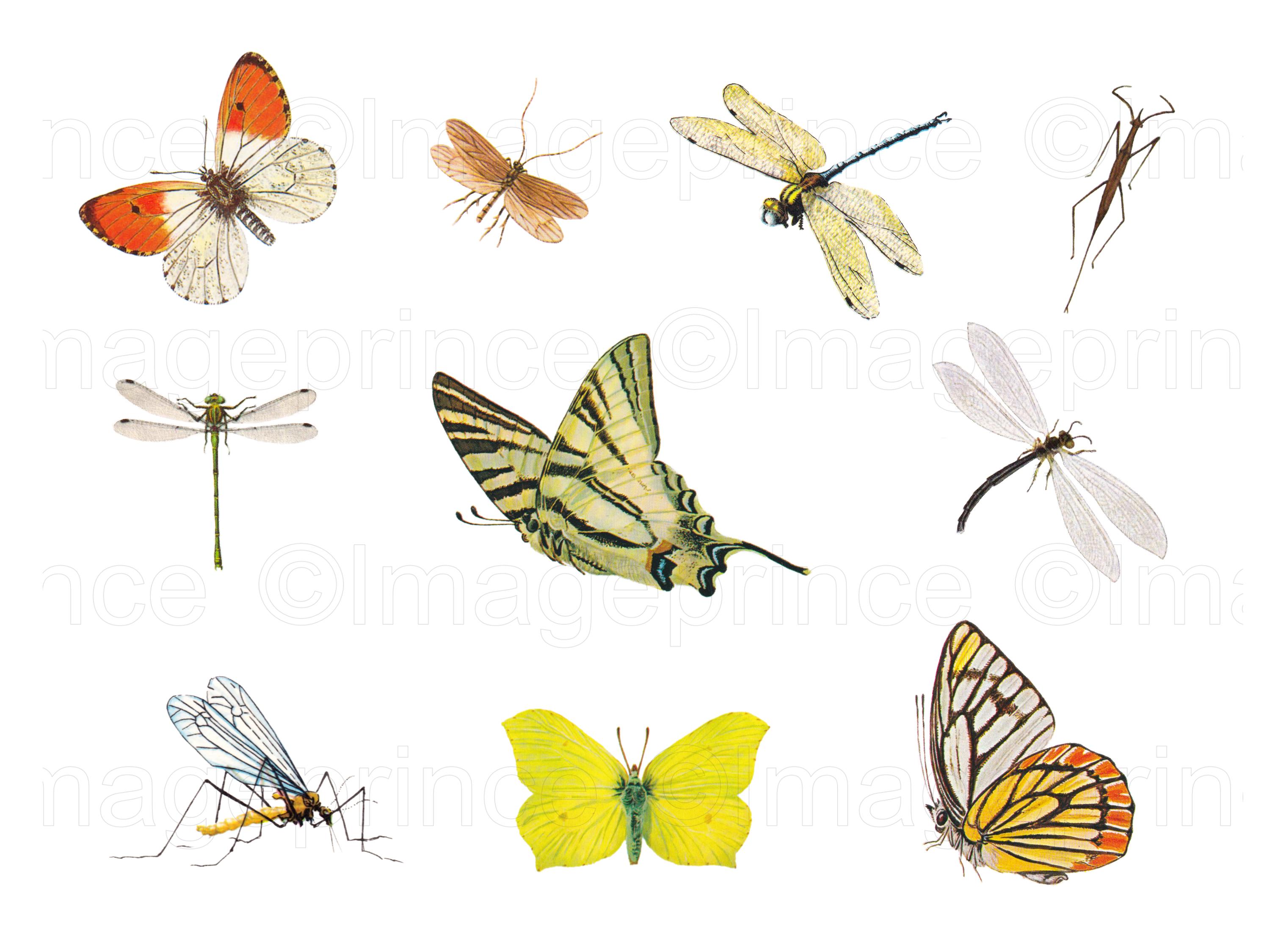 Pond Life Clip Art With Frogs, Water Plants, Insects, Beavers, Heron ...